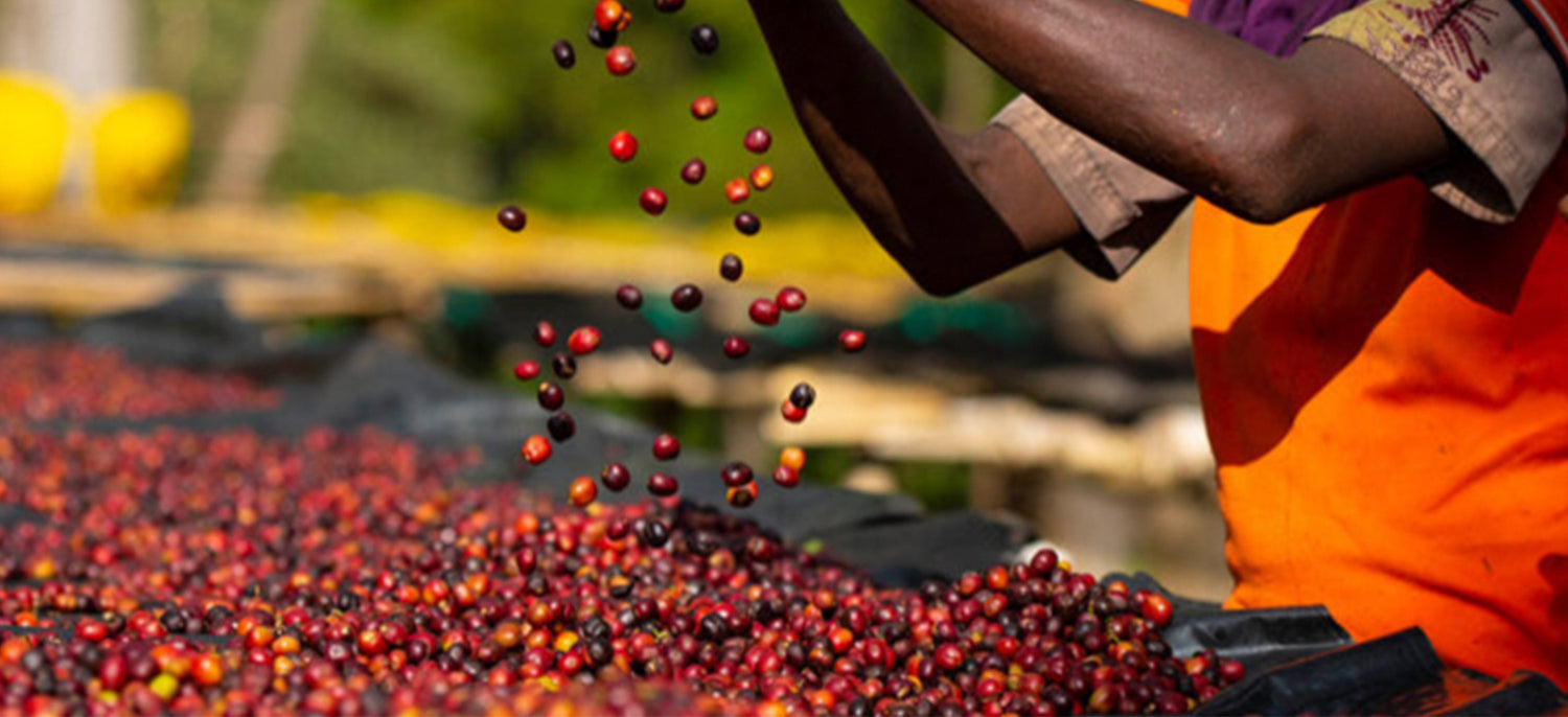 Royal Simplicity Coffee Trading LLC